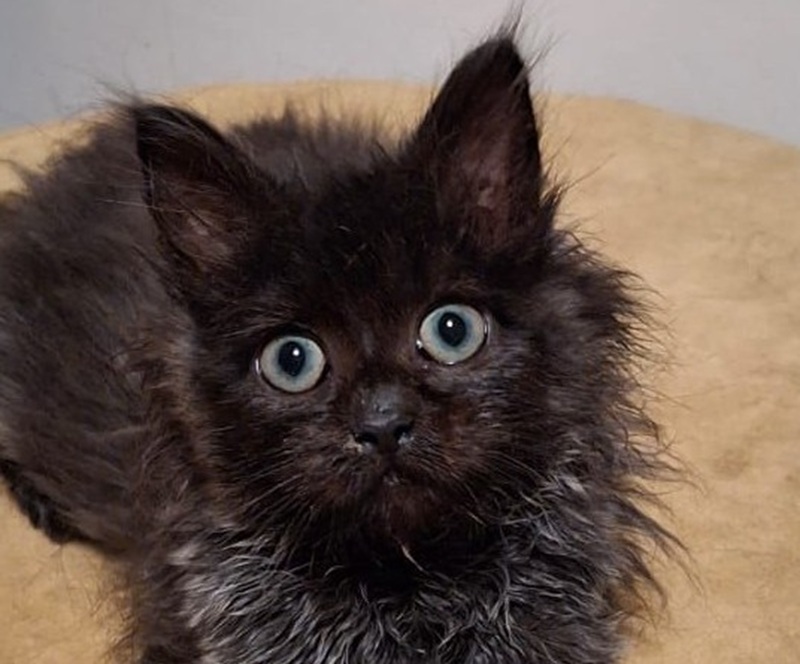 Bibbel - Tierschutzverein Rüsselsheim und Umgebung e.V.