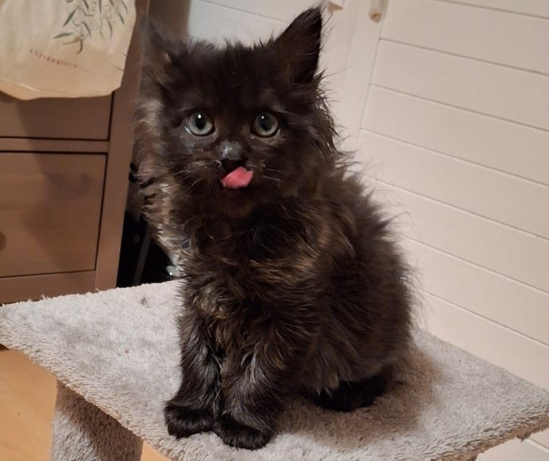 Bibbel - Tierschutzverein Rüsselsheim und Umgebung e.V.