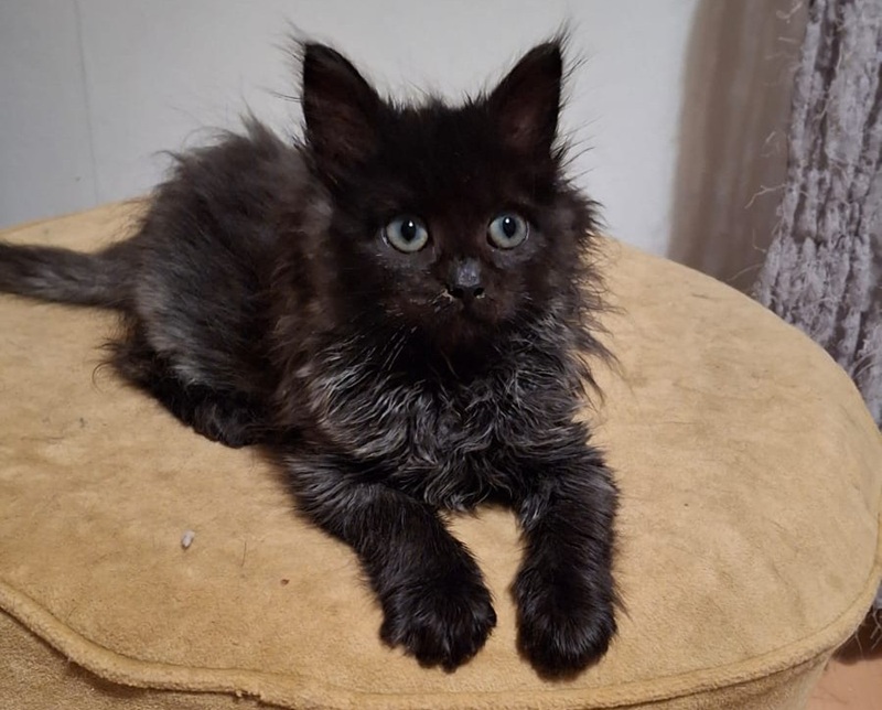 Bibbel - Tierschutzverein Rüsselsheim und Umgebung e.V.