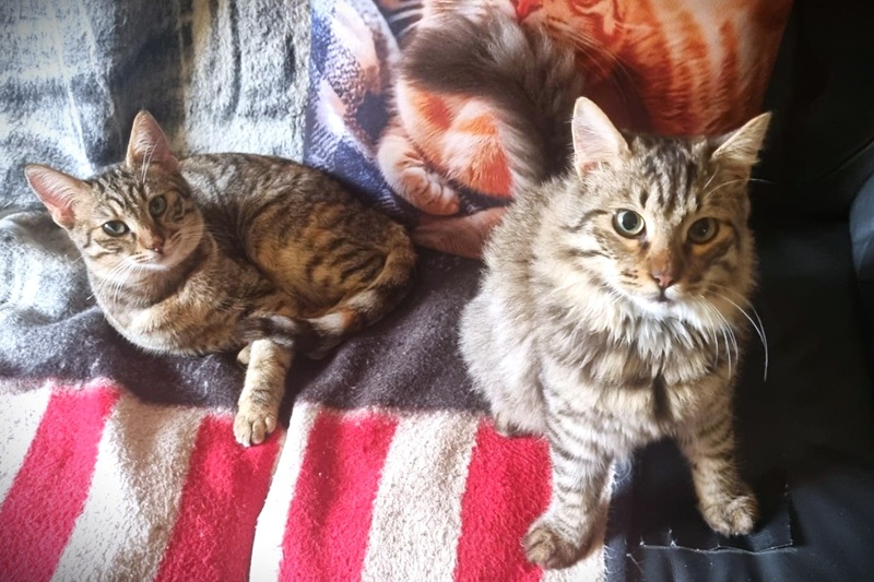 Hänsel & Gretel - sind auf Pflegestelle - Tierschutzverein Rüsselsheim ...