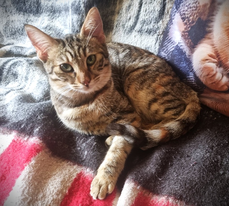 Hänsel & Gretel - sind auf Pflegestelle - Tierschutzverein Rüsselsheim ...